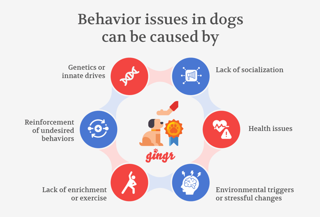 5 Common Dog Boarding Behavior Issues & How to Handle Them